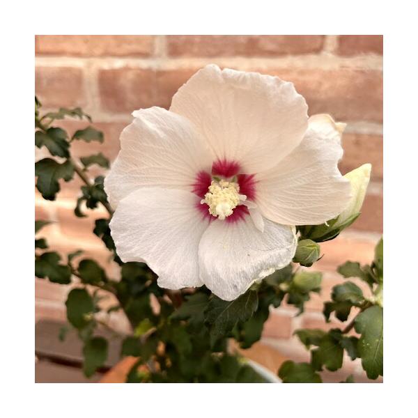 ムクゲは夏に大きな花を咲かせるアオイ科の落葉低木です。夏を彩る代表花として、庭木や生垣、街路樹として、人気があります。一日花ですが、とても花つきが良く、梅雨の頃から次々と開花し始めます。その後、次々と咲いて、秋頃まで長期間楽しませてくれます...