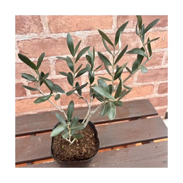 ニュージーランド原産種です。樹形はしなやかで優美な感じを受けます。果実は中ぐらいの大きさですよ。耐寒性があり、丈夫で樹勢もよく育てやすいです。実からは香りのいい良質なオイルが採れ、常緑樹の中でも樹形や葉がきれいなオリーブはシンボルツリーとし...