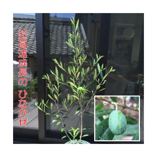 一家に一木と言えばオリーブ。実は家庭樹では1・2を争う人気なのです。余程の極寒地で無ければ日本全国栽培オッケー！しかも調べてもらえれば解りますがこの「ひなかぜ」と言う品種は驚異の成長力と自然にキレイな樹形になることで有名。成長スピードは一般...