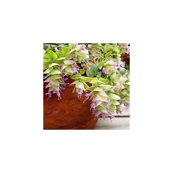 個人的にもこの花には惚れ込んでいます。 美しい、まさに美しい。咲いた花を見たときに今まで探し求めていた何かを見つけた時のような感動を覚えました。 しかも、この花色、姿があせる事なく、ドライフラワーになっちゃうのです。 と、言う事は乾燥に強い...