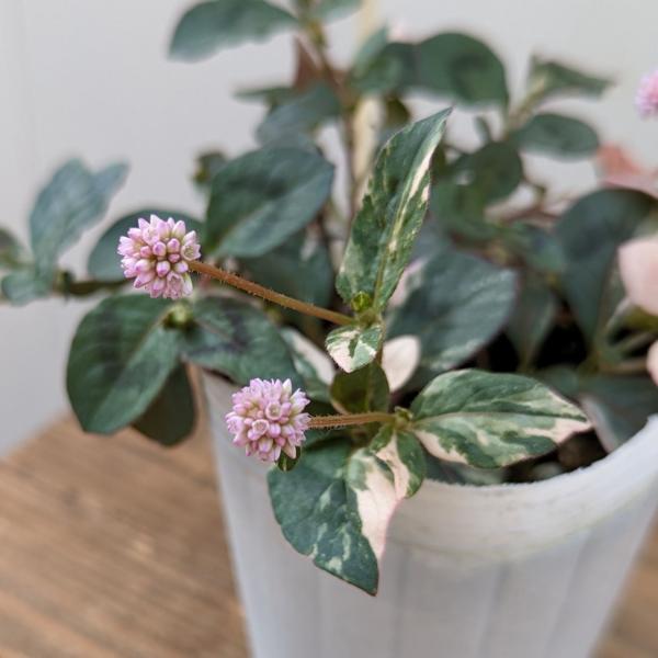 ソバの花によく似た小花が集まり直径1cmほどのピンク色の花を咲かせます。原産地はヒマラヤですが、日本でも半野生化するほどよく増え、花期も長く半日陰でも良く育ち強健です。茎がほふくしていき、土に接している節から発根して広がっていきます。暑さと...