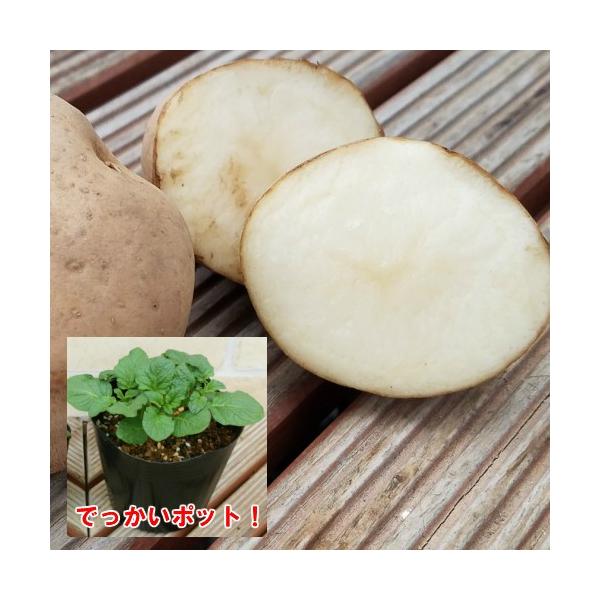 栽培期間も短い割には失敗することが少なく収穫を楽しめるので家庭菜園にはオススメです。生育に応じて上に土を盛って行くので最低でも３０ｃｍ以上の深さの鉢やプランターをご用意下さい。★ダンシャクの特徴・ホクホクした食感でお馴染みの品種。やや粉っぽ...