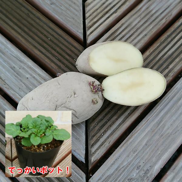 栽培期間も短い割には失敗することが少なく収穫を楽しめるので家庭菜園にはオススメです。生育に応じて上に土を盛って行くので最低でも30cm以上の深さの鉢やプランターをご用意下さい。★北海こがねの特徴・メークインのような縦長な形から、黄金メークと...