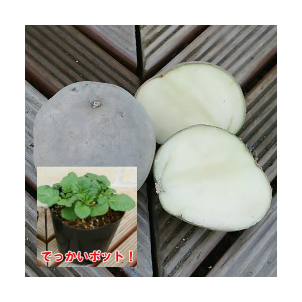 栽培期間も短い割には失敗することが少なく収穫を楽しめるので家庭菜園にはオススメです。生育に応じて上に土を盛って行くので最低でも３０ｃｍ以上の深さの鉢やプランターをご用意下さい。★きたかむいの特徴・一番の特徴はその甘みです。甘みが強いのでシン...