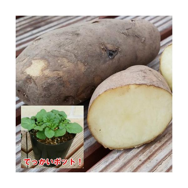 栽培期間も短い割には失敗することが少なく収穫を楽しめるので家庭菜園にはオススメです。生育に応じて上に土を盛って行くので最低でも３０ｃｍ以上の深さの鉢やプランターをご用意下さい。★メイクイーンの特徴・煮くずれしにくいのでシチューやカレーなどに...