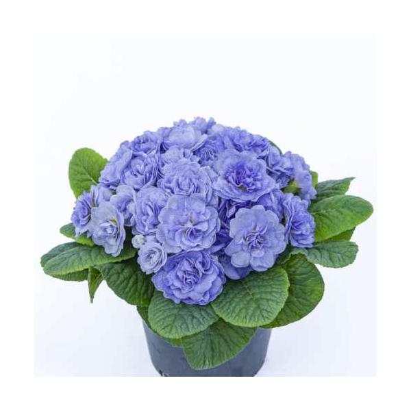 美しい八重咲きのプリムラです。花持ちが非常に良く、株を覆うようにたくさんの花が豪華に咲きます。耐寒性もあるので、北海道以外の地域であれば屋外でも育てられます。■開花：2〜4月頃■草丈：10〜20cm■お届けの状態：3号（直径9cm）ポット苗...