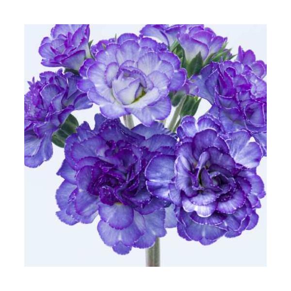 何層にも花びらが重なって咲き、華やかでボリュームがあります。花色は青みがかった藤色や紫で、濃淡や白とのグラデーションが混じるなど繊細な色合いが魅力です。花茎は長めでしっかりとした茎が株の中心から立ち上がり、葉の上に花がふんわりと浮かぶように...