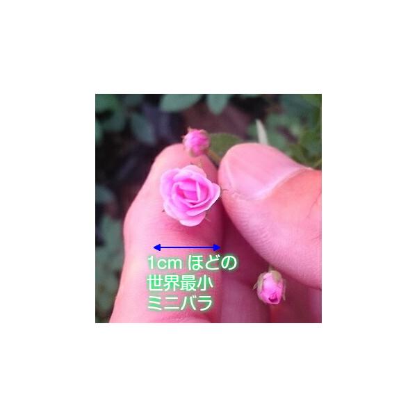 まあ、ほんと小さいです。１ｃｍあるかないかのミニバラ。じゃあ、弱いのかっていうとそんなことはなく、育て方や管理方法は一般のミニバラと同じです。楽フェスの実店舗でも即完売した人気品種に！■開花期：四季咲き（基本は春と秋ですが今、蕾が付いている...