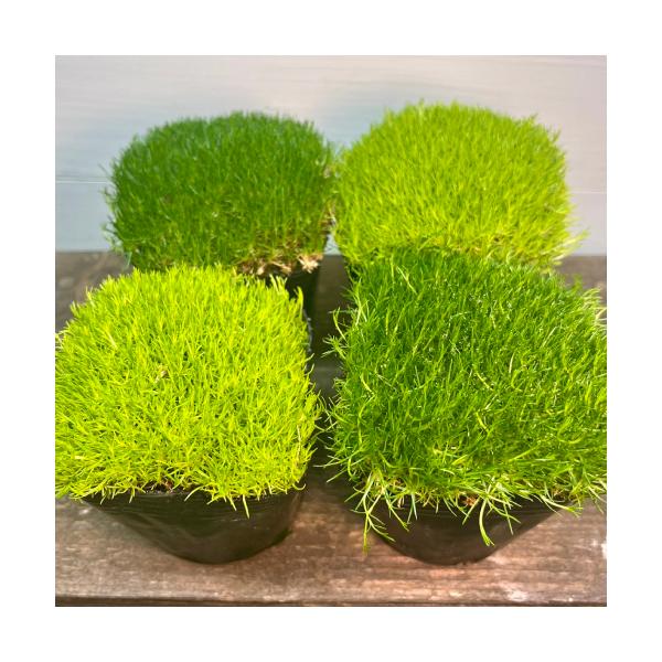 一見、コケのようですが「サギナ」という、ナデシコ科の植物なんです。さわると、もっふもふの感触が病みつきになりますよ。これくらいの高さで横に広がるのでグランドカバーにはいいのですが、真夏の蒸れが苦手なので注意してください。伸びてきたら、刈り込...