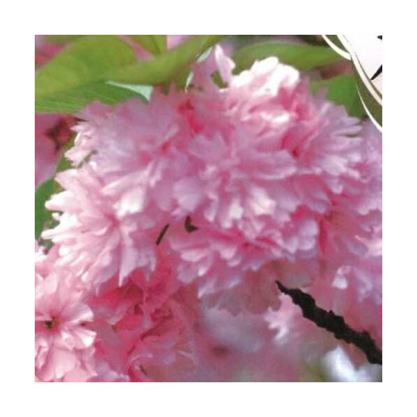 菊枝垂れ桜はサトザクラ系の品種です。その名の通り菊咲き性で、花弁数は50〜100枚の大輪八重咲きの花を咲かせます。淡い紅色の花が枝垂れ咲くさまは大変美しく優雅で、大輪なこともあり見応え十分です。時期的にはソメイヨシノよりやや遅れて咲き始めま...