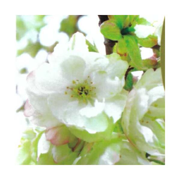 鬱金桜は、サトザクラ系サクラです。花は桜としては珍しく、淡い黄緑色をしており、大輪系の八重咲きです。歴史が古く、江戸時代から親しまれてきた品種です。花の中心部が、散る間際には紅色を帯び、雰囲気が変わりますよ。こちらは、2年生接木苗となります...