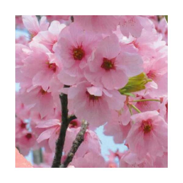 陽光桜（ヨウコウザクラ）は、鮮やかなピンク色の一重咲きで、花弁は10〜15枚の大輪の花を咲かせます。花付きが良く、暑さ寒さや病害虫にも強いので、比較的育てやすいです。染井吉野に先駆けて咲き、 花の色が濃く大きいので目立ちますよ。こちらは、2...