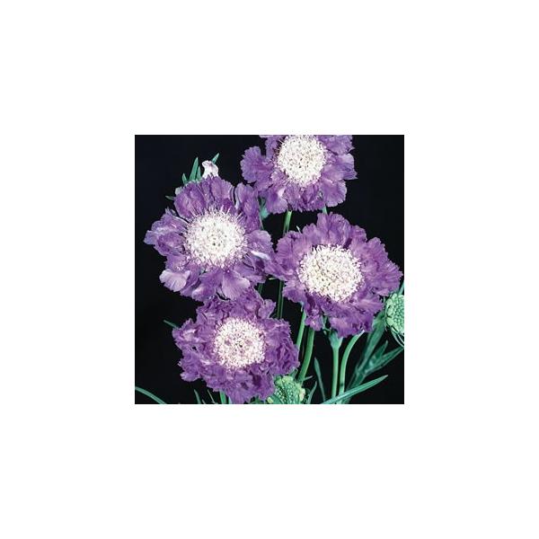 豪華な大輪咲きで草丈があるので切花でも楽しめます。耐寒性多年草なので毎年楽しめますよ。■宿根草■開花：7〜11月■草丈：60〜100cm■お届け時の状態：9cmポット苗※宿根性スカビオサですので、秋〜冬期は地上部は枯れたような状態になります...