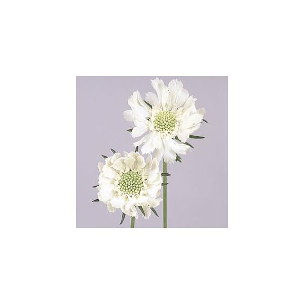豪華な大輪咲きで草丈があるので切花でも楽しめます。耐寒性多年草なので毎年楽しめますよ。■宿根草■開花：7〜11月■草丈：60〜100cm■お届け時の状態：9cmポット苗※宿根性スカビオサですので、秋〜冬期は地上部は枯れたような状態になります...