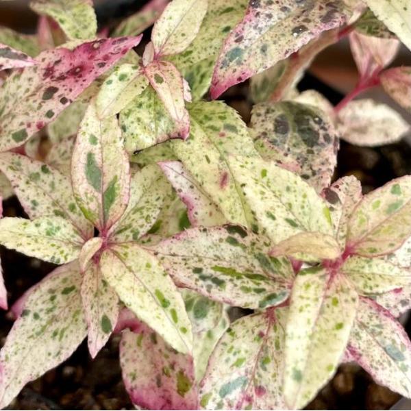 アメリカイワナンテンとも呼ばれています。「フロマージュ」は小葉で白い散り斑が美しく、低温時には葉色が赤く色づき、葉色の変化も楽しめる品種です。耐寒性、耐暑性、耐陰性、耐病性のどれも強く、丈夫で育てやすいです。低木で横に広がるので、グラウンド...