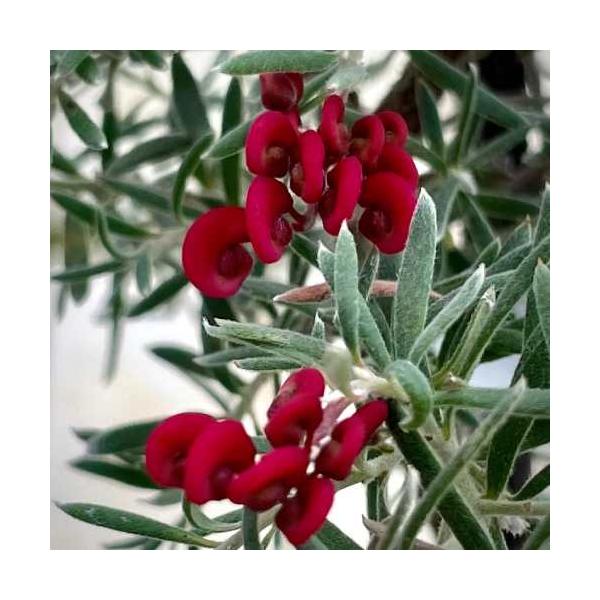細い葉が美しく茂るシルバーグリーンの葉色と赤い花のコントラストは、シンボルツリーに最適。四季咲き性が強く、適切な環境下では1年を通してユニークな花形を楽しむことができます。寒さにも比較的強く、育てやすい品種です。ドライフラワーとしても人気が...