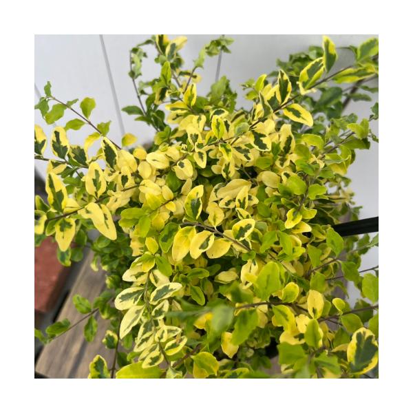 常緑性のリガストラム（西洋イボタ）になります。芳香性のある白い花が楽しめます。黄金葉にライム色の斑が入る品種です。コンパクトな樹形で、カラーリーフとしても人気があります。年間を通して、ライムグリーンとオーレア葉のコントラストが美しいです。低...