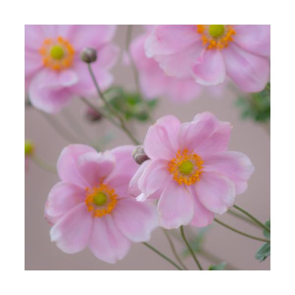 秋風に揺れる姿がなんとも可愛らしい秋明菊。丈夫で、地植えにすると地下茎でどんどん増えます。夏前に定植しておけば秋にはうっとり。梅雨時のうどんこ病には注意してください。■耐寒性宿根草■開花期：9〜11月■草丈：40〜60cm■お届けの状態：5...