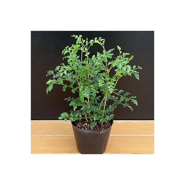 大きめの鉢や地植えにすると、どんどん成長します。なのでお買い求め安い今回の様なポット苗はいいですね。地植えすると2年もすれば２ｍ超えます。もちろん、高さは剪定でご自由に。半常緑で観葉植物でも庭木でもとても 人気のある樹木です。シマトネリコは...