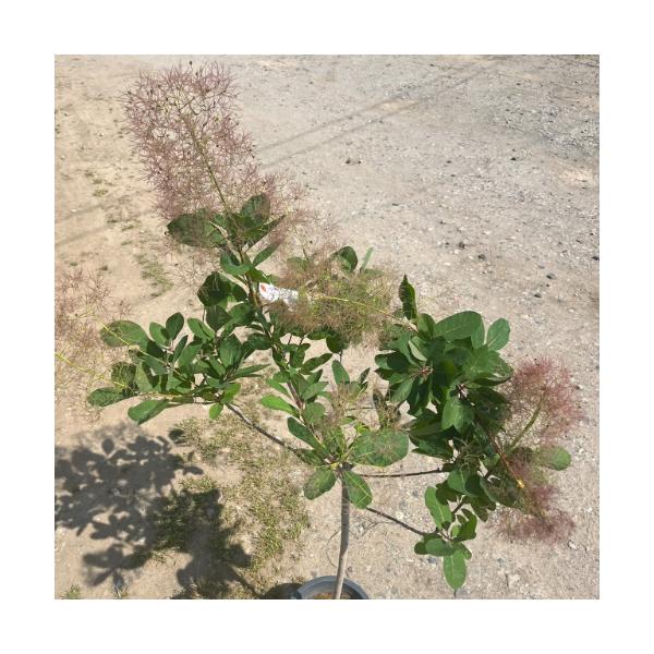 ほわほわとした花がまるで煙のようでついつい触ってみたくなるユニークな木です。切花やアレンジメントでも人気で、小さく仕立てて鉢植えで楽しめます。■ フレームフレーム（炎）という名前は、秋の紅葉の美しい赤から来ているそうです。スモークツリーの中...