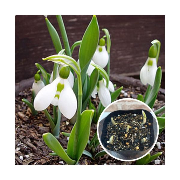 とても寒い時期から咲き始める姿は、可憐で和みますね。クリスマスローズとの相性もバツグンです。■開花：2〜3月 (新潟寒冷地生産なので基本開花期より少し後にずれます）■草丈：20cm前後■お届け時の状態：3号（直径9cm）ポット苗 (5球植込...