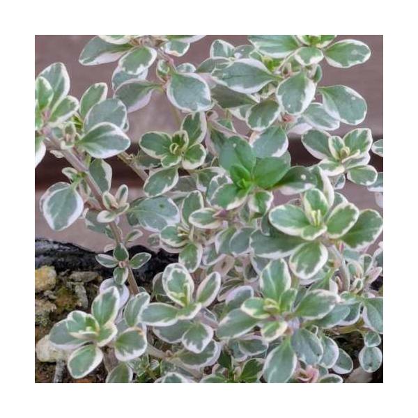 緑色の葉に白の斑が入り、レモンのような香りが楽しめるタイムです。初夏に淡いピンク色の花を咲かせ、冬は葉が色付いて紅葉します。カラーリーフとして寄せ植えや、地植えにしてグランドカバーまで幅広く使える植物です。日当たりと風通しの良い場所を好みま...