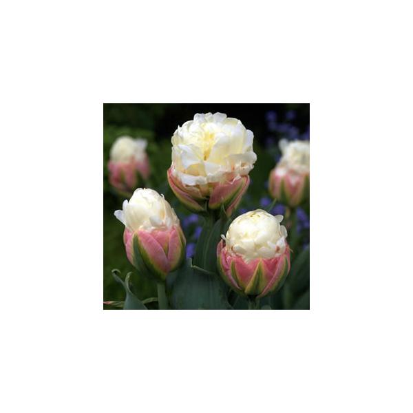 咲いている姿をなかなか見ることができない 希少高級品種。育てるのがやや難しいのですが 芽を出したポット苗の状態なので安心です。球根が腐りやすいので植え替えは水はけの良い土に 根鉢を崩さず(根をほぐしたりしない)植え替え下さい。モコモコと花弁...