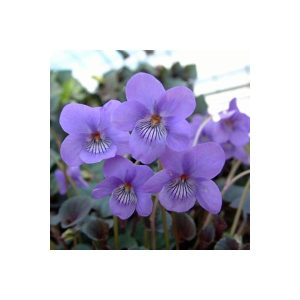 銅葉が美しい宿根タイプのビオラです。原種らしい清楚とした姿が人気で クリスマスローズや雪割草ファンからも 支持されているビオラです。暖地では葉も枯れずに越冬し、極寒冷地では地上部は枯れますが 越冬し春に芽吹きます。ニオイスミレと同じように夏...