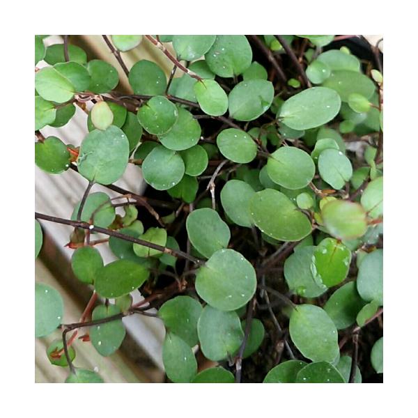 根強い人気の観葉植物ワイヤープランツです。細い針金のようにつるを伸ばして、横に這って成長していき旺盛に茂ります。グラウンドカバーにピッタリです。ハンギングバスケットの寄せ植えに使用するのも、お洒落ですね。日向でも半日陰でも育つ丈夫さがあるの...