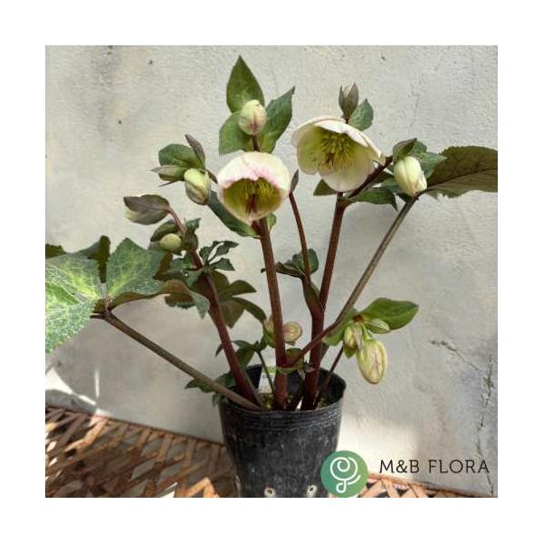 大理石模様の光沢のある大きめの葉をもち、花のない時期でもボリューム感があります。花色は白からクリーム色へと変化し、縁に赤く色づくため、色の変化も楽しめます。メリクロンによる増殖苗なので親の特徴を100%受け継ぎ花色、花形にばらつきが生じませ...