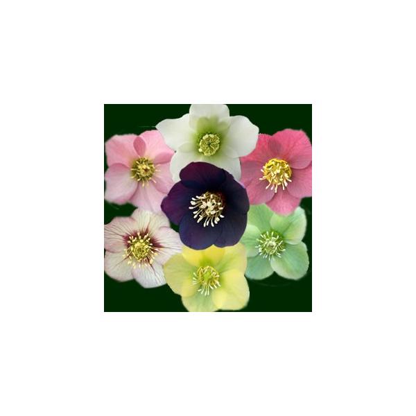 クリスマスローズ オリエンタリス系シングル咲き(一重咲き)３株セットです。色や品種はお選びいただけませんが とてもお買い得です。育てやすいので初心者の方にもお勧めです。■お届けの状態：9cmポット苗※品種はお選びいただけません。複数セットご...