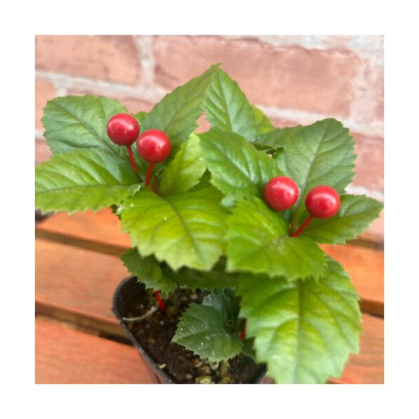 ヤブコウジの緑葉です。十両とも呼ばれ、縁起が良いとされ正月に多く飾られます。古くから日本人に愛されてきた植物ですね。丈夫で日陰でも育つので、庭木の株元などグランドカバーにぴったりです。■常緑低木■開花期：7〜8月■樹高：15〜20cm■お届...