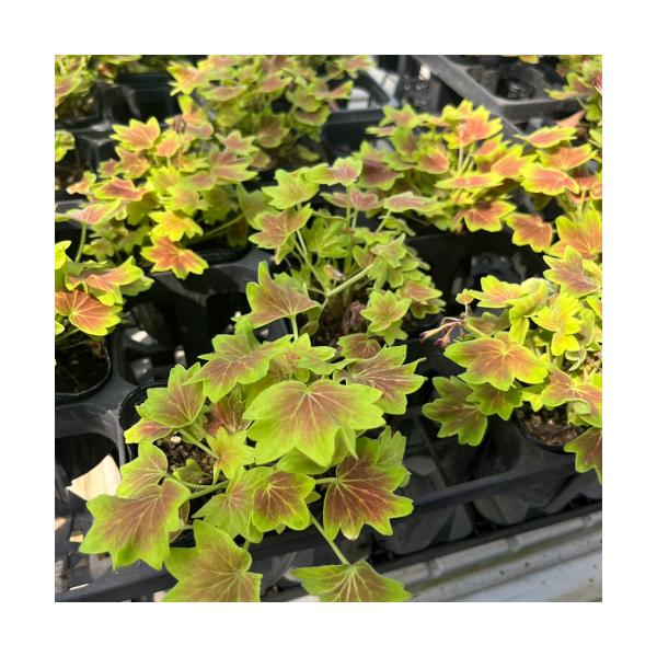 名前の通り葉っぱがまるで紅葉のようなゼラニウム。カラーリーフとして人気があり、寄せ植えなどにもピッタリです。ゼラニウム言えば花びらの色は赤や桃色が多いですが、モミジバゼラ二ウムはオレンジ色で優しい雰囲気のお花です。耐寒性は無いので、冬期は明...