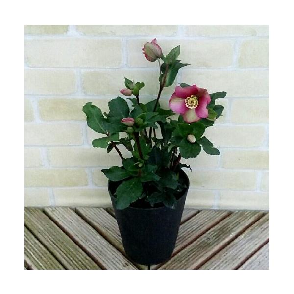 夏場は奥日光に山上げし株をしっかりと締めて蕾もたくさん持つように管理して作られた一品です。様々な生産者が国内にはいますが比べて見ればその出来の良さが一目でわかります。単に大苗や開花株という表現では無く、全体のバランスなど考えて開花まで育てら...