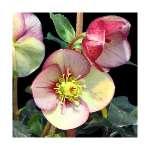 夏場は奥日光に山上げし、株をしっかりと締めて蕾もたくさん持つように管理して作られた一品です。様々な生産者が国内にはいますが、比べて見ればその出来の良さが一目でわかります。単に大苗や開花株という表現では無く、全体のバランスなどを考えて開花まで...