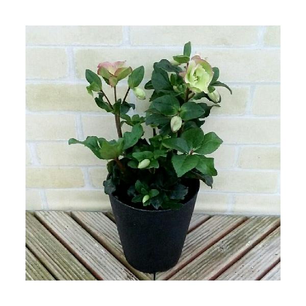 夏場は奥日光に山上げし株をしっかりと締めて蕾もたくさん持つように管理して作られた一品です。様々な生産者が国内にはいますが比べて見ればその出来の良さが一目でわかります。単に大苗や開花株という表現では無く全体のバランスなど考えて開花まで育てられ...