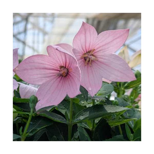 キキョウアストラは大輪のわい性品種です。花持ちも良いので、鉢植えや寄せ植え、切り花にも向いています。日向〜半日陰の風通しと排水性の良い場所に植えて下さい。水やりは土の表面が乾いたらたっぷりと与えます。芽が10cmぐらい伸びたら切り戻すと、分...