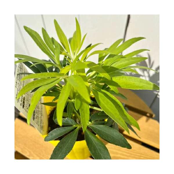 クリスマスローズは花だけで楽しむ時代から葉も楽しむ時代へ。育種家・松村さんが数年前から、そういう時代が来ると確信し、時間をかけて普及してきました。そして2017年、メディアでも取り上げられるようになり一気にメジャーな世界へ！■お届けの状態：...