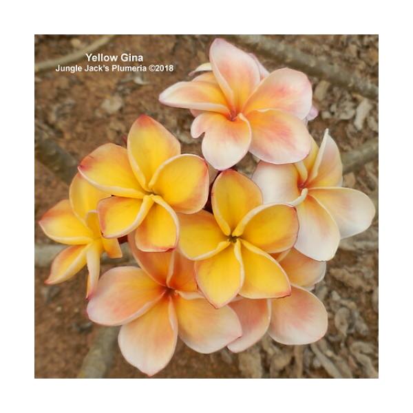 エキゾチックな花と香りが楽しめるプルメリア。ハワイの州花として、レイなどにも多用されます。今回のプルメリアは毎年2月にタイの農場から挿し木用の原木として輸入し日本国内で発根・発芽まで育てた物です。開花に関しては基本は2年目になります。耐寒性...