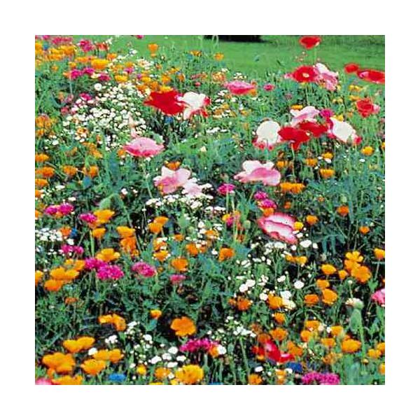 切り花としてご利用になれる主に1年草を中心にしたミックスシードです。草姿・草丈・開花時期が様々で長期間いろいろな花をお楽しみになれます。花壇やコンテナでよく育ちます。タネをまく時期により春〜初夏に咲く花・秋に咲く花等、また花色も赤・桃・黄・...