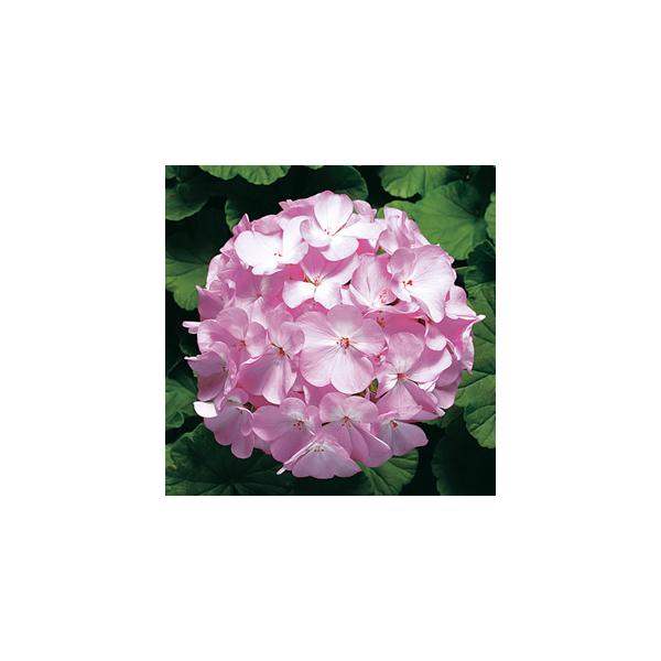 本タネは弊社生産農場で生産に使用した同じ袋に入っていた余剰になります。よって弊社内でも最新の発芽等は実際に確認されています。生産用の小分け品のため、一般の方から生産者までご利用できるように粒数はかなり多めです。実生系のゼラニュームの中では花...