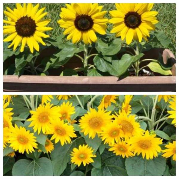 草丈25cm〜60cmのミニヒマワリの種です。無花粉なので花粉でよごれることなく、開花も有花粉タイプに比べて長く楽しめます。花壇やコンテナに植えると分枝し次から次へと花を咲かせます。1本立ちで可愛く鉢植えにしてもグー。パッとお庭が明るくなり...