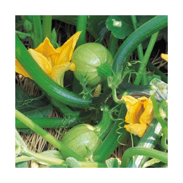 ズッキーニはカボチャの仲間で、抗菌作用がβカロテンやカリウムを多く含む緑黄色野菜です。つるが出ないのでベランダなどで簡単に栽培できます。果肉は柔らかく、炒め物やオーブン料理など幅広く調理できます。※ゴールディはグリーンエッグと比べると収穫量...