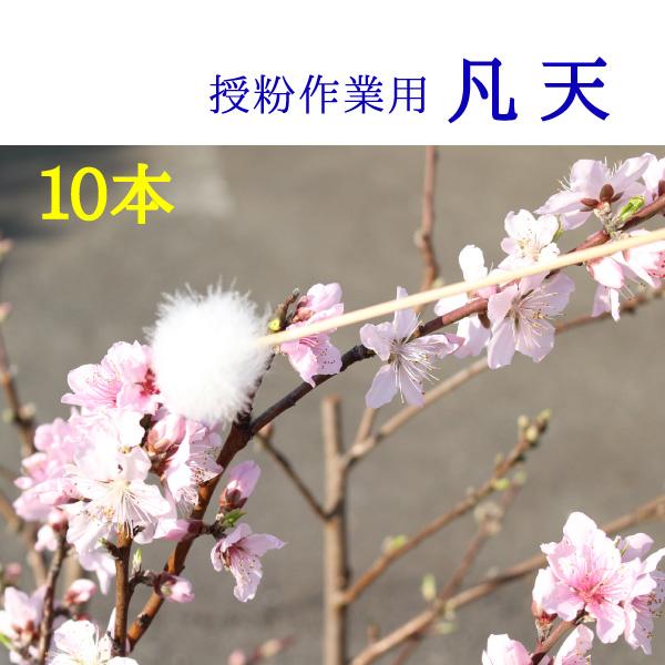 詳細授粉作業用に作られた凡天です。水鳥の羽毛でできていて、花粉を効率良くめしべに付けることができます。長さ　約32cm店長コメント貴重な花粉を増量する石松子（せきしょうし）と合わせて、生産農家さんが愛用する授粉道具です。梨、桃、リンゴ、さく...