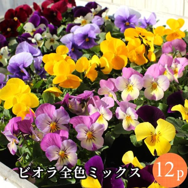 【発売日：2026年10月13日】「量販店のごちゃごちゃの苗で大丈夫？当店ならビシッとした良質苗お届けします！」生産者限定の品質重視花苗を抜群の鮮度でお届けします。置いている古い苗ではなくご注文後に苗をご用意する為、翌週水曜出荷となります。...