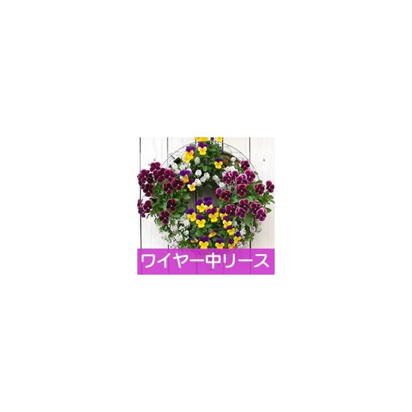 【ワイヤー中セット】花苗で作る ハンギングリース 壁掛け鉢 メッシュタイプ[FMP01-35Gセット]