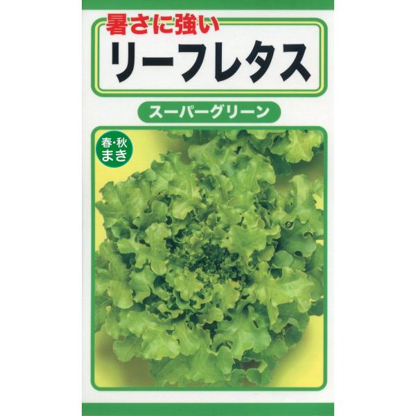 暑さに強いリーフレタス　スーパーグリーン暑さに耐えてよく生育する作りやすいオーク系リーフレタスです。葉はふんわりとして食感はとてもやわらかく、くせもなく苦味もほとんど感じない食べやすい品種です。葉色は鮮やかで、特徴のある切れ込みで料理を引き...