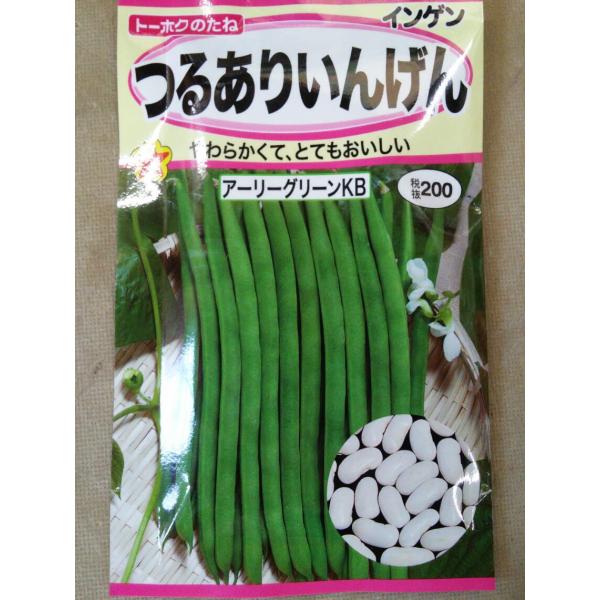 つるありいんげん 　アーリーグリーンＫＢタネまき後約６５日でとれだし、光沢のある丸莢が長期間楽しめる早生多収品種　第４種郵便で、送料７３円です。　●地域別の蒔き時を３枚目以降の画像で必ず確認して下さい。「確認事項」の「標準的栽培事例の画像を...