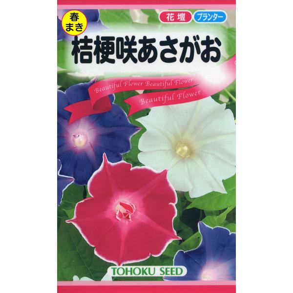 桔梗咲あさがお花の形がキキョウのようにはっきりとした五角形なことからこの名が付きました。つる伸びは穏やかで上品な草姿。あんどん作りにも適します。●地域別の蒔き時を２枚目以降の画像で必ず確認して下さい。「標準的栽培事例の画像を確かめて」の「は...