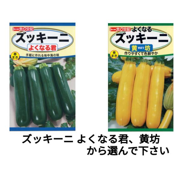 ズッキーニ よくなる君　つるが伸びないので場所もとらず、家庭菜園に最適です　開花から4日程で約20cmの果実に肥大し、濃緑の果実は見映えも良く、次々と収穫できます。よくなるズッキーニ　黄坊　鮮やかでつやのある黄色の果実は食卓でも彩りが良いで...